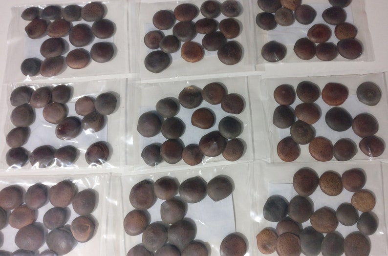 Habas De San Ignacio 1.5oz 12 a 14 Habas Enteras Ignatius Bean, Haba De ...