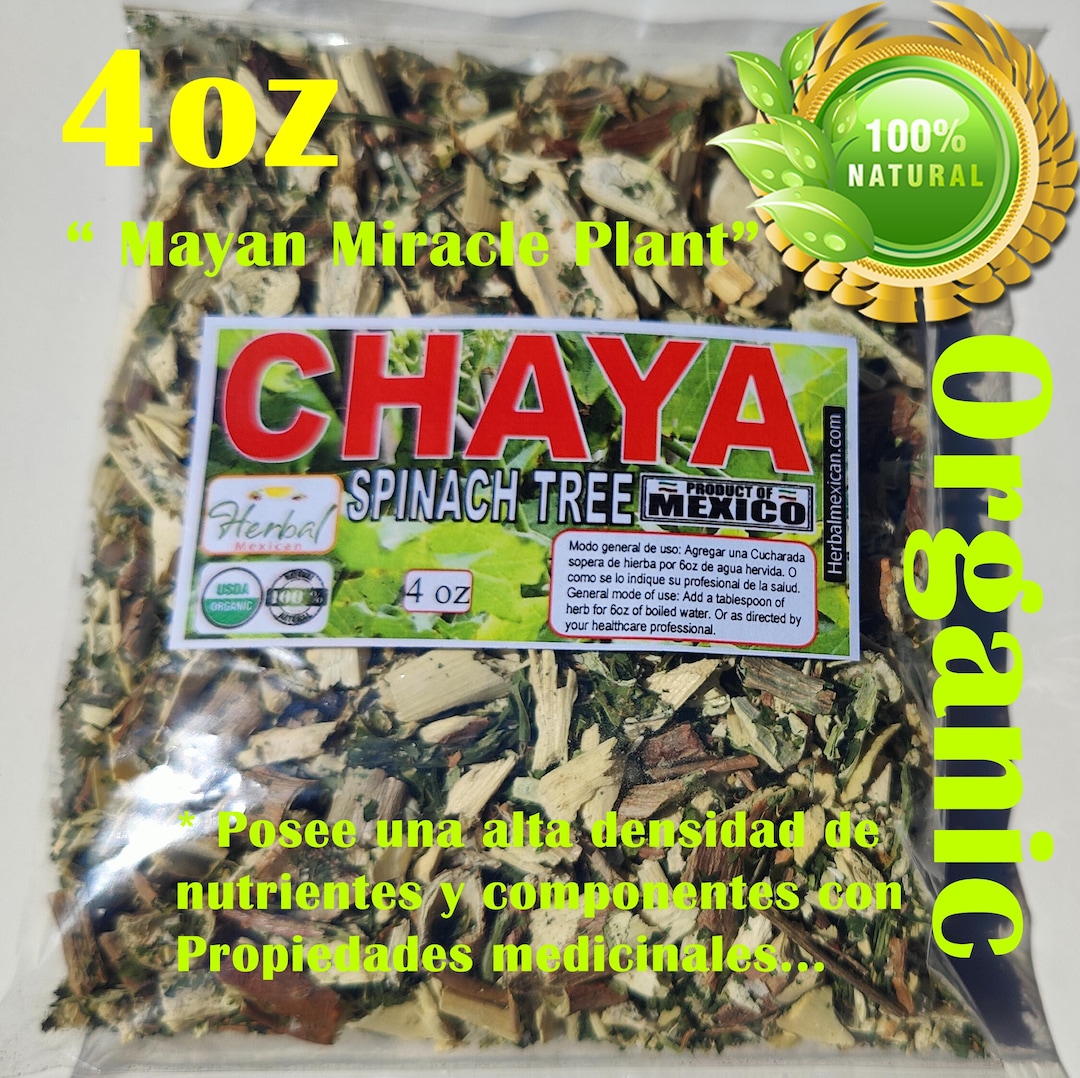 Chaya, Arbol De Chaya, Mexican Spinach Tree, Te De Chaya, Mayan Miracle ...