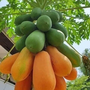 35 Papaya Seeds | Fresh Crops | Heirloom Seeds | Non-gmo | Home Grown ...