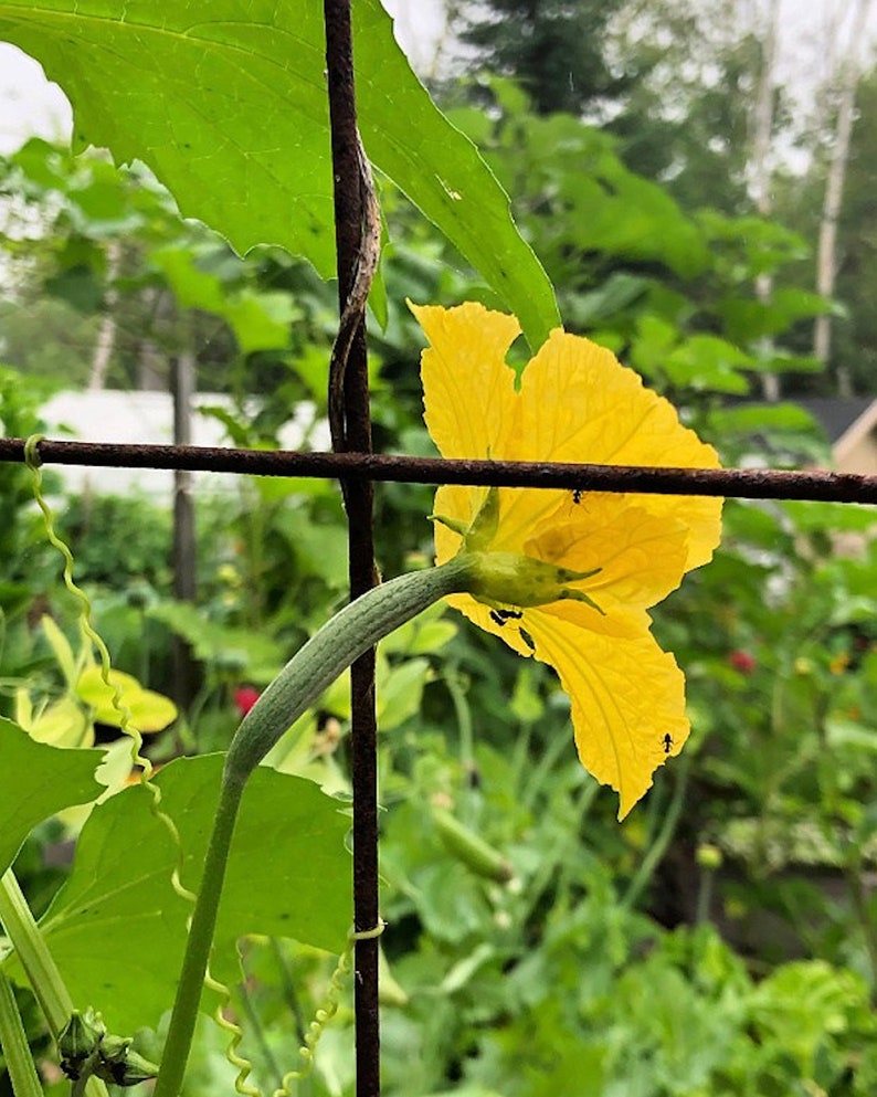 35 Organic Loofah Seeds Luffa Edible Squash Sponge - Etsy
