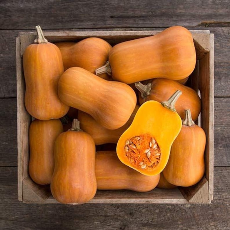 40+ Organic Butternut Squash Seeds | Super Delicious Squash | Non-gmo ...