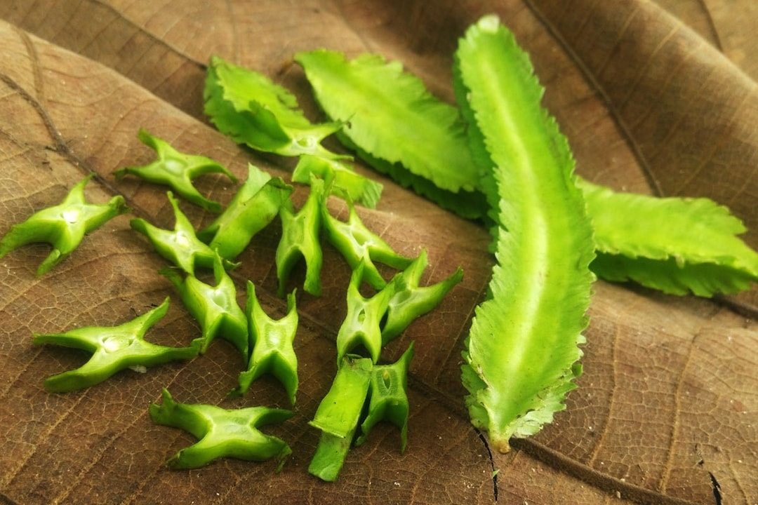 20 Organic Winged Bean Seed | Dau Rong | Pallang | Four Angled Bean ...