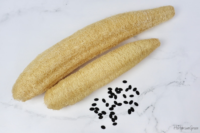 35 Organic Loofah Seeds Luffa Edible Squash Sponge - Etsy