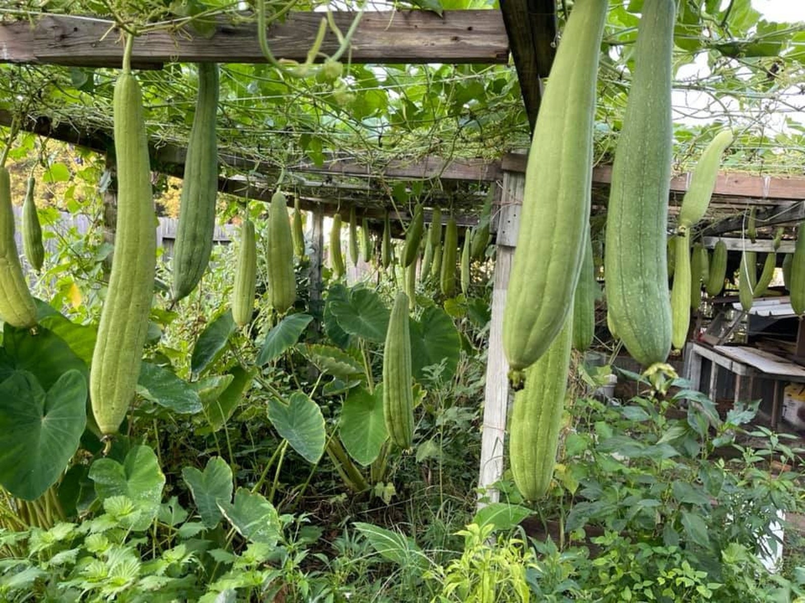 35 Organic Loofah Seeds Luffa Edible Squash Sponge - Etsy