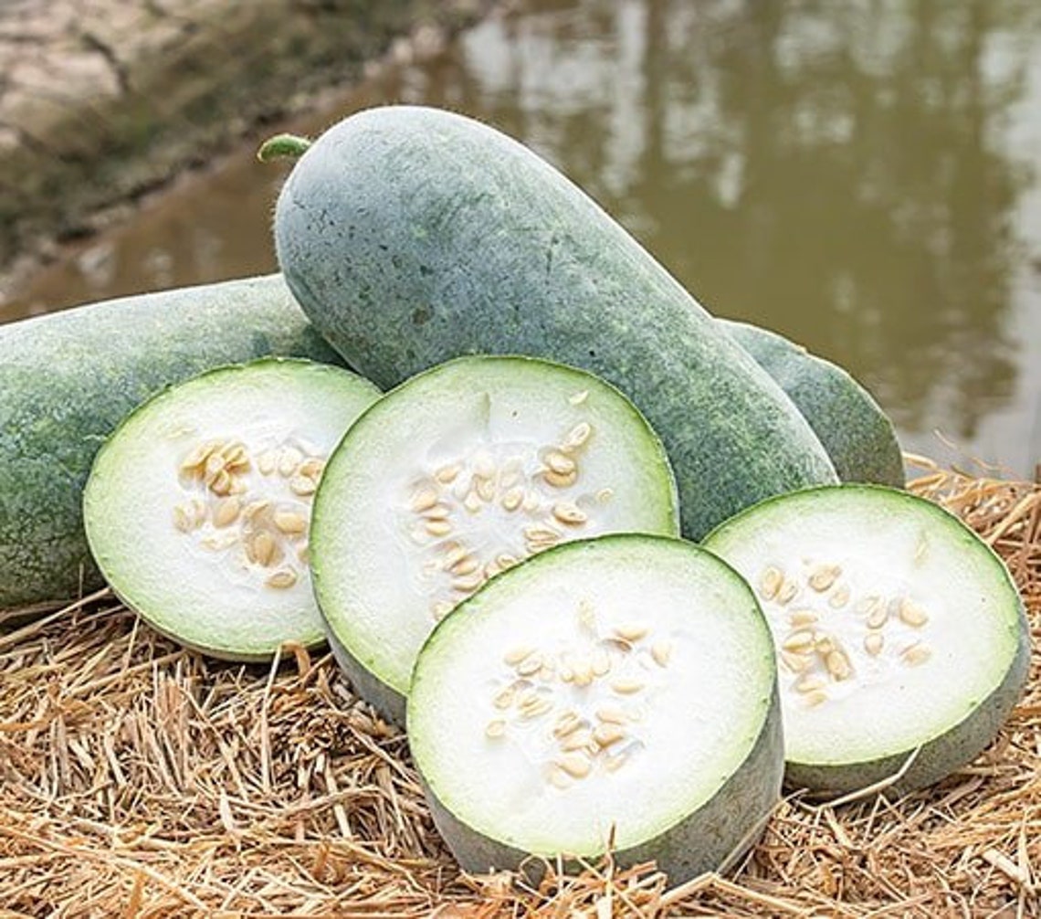 35 Organic Winter Melon Seeds Ash Gourd Wax Gourd Gourd | Etsy Canada