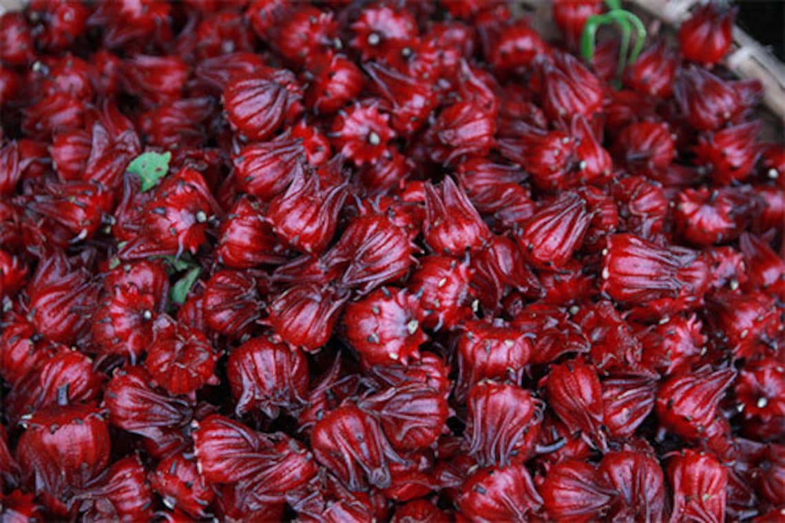 25 Organic Hibiscus Sabdariffa roselle Seeds Red Atiso - Etsy