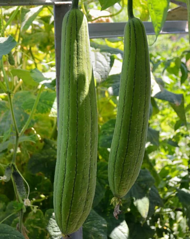 35 Organic Loofah Seeds Luffa Edible Squash Sponge - Etsy