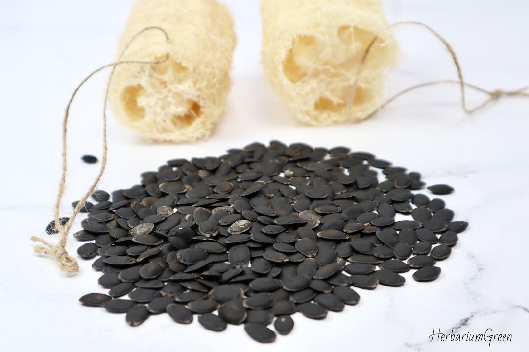 35+ Organic Loofah Seeds | Luffa | Edible Squash | Sponge Harvest | Non ...