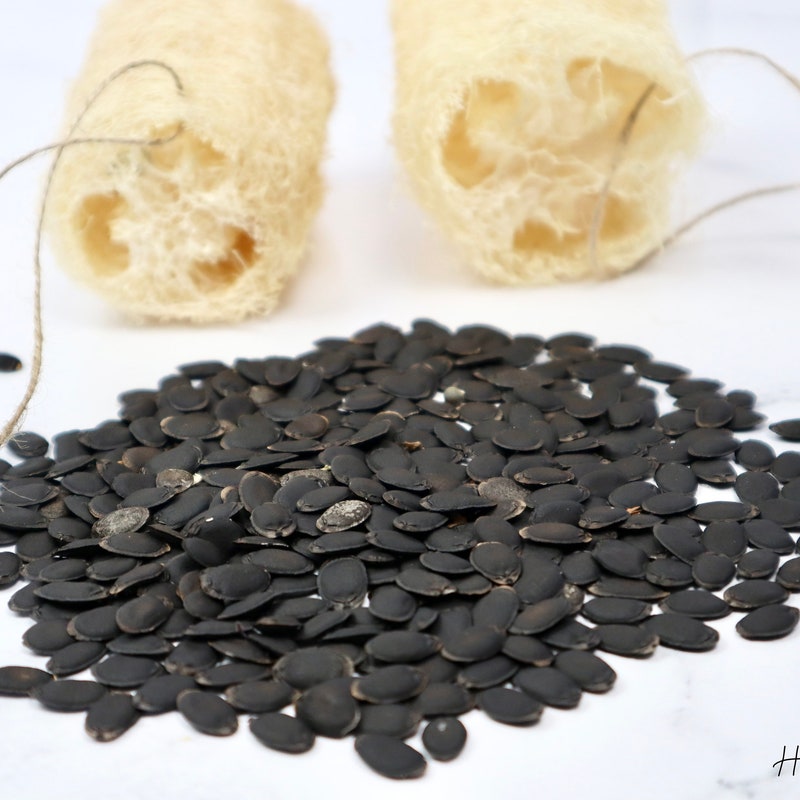 Luffa Seeds - Etsy
