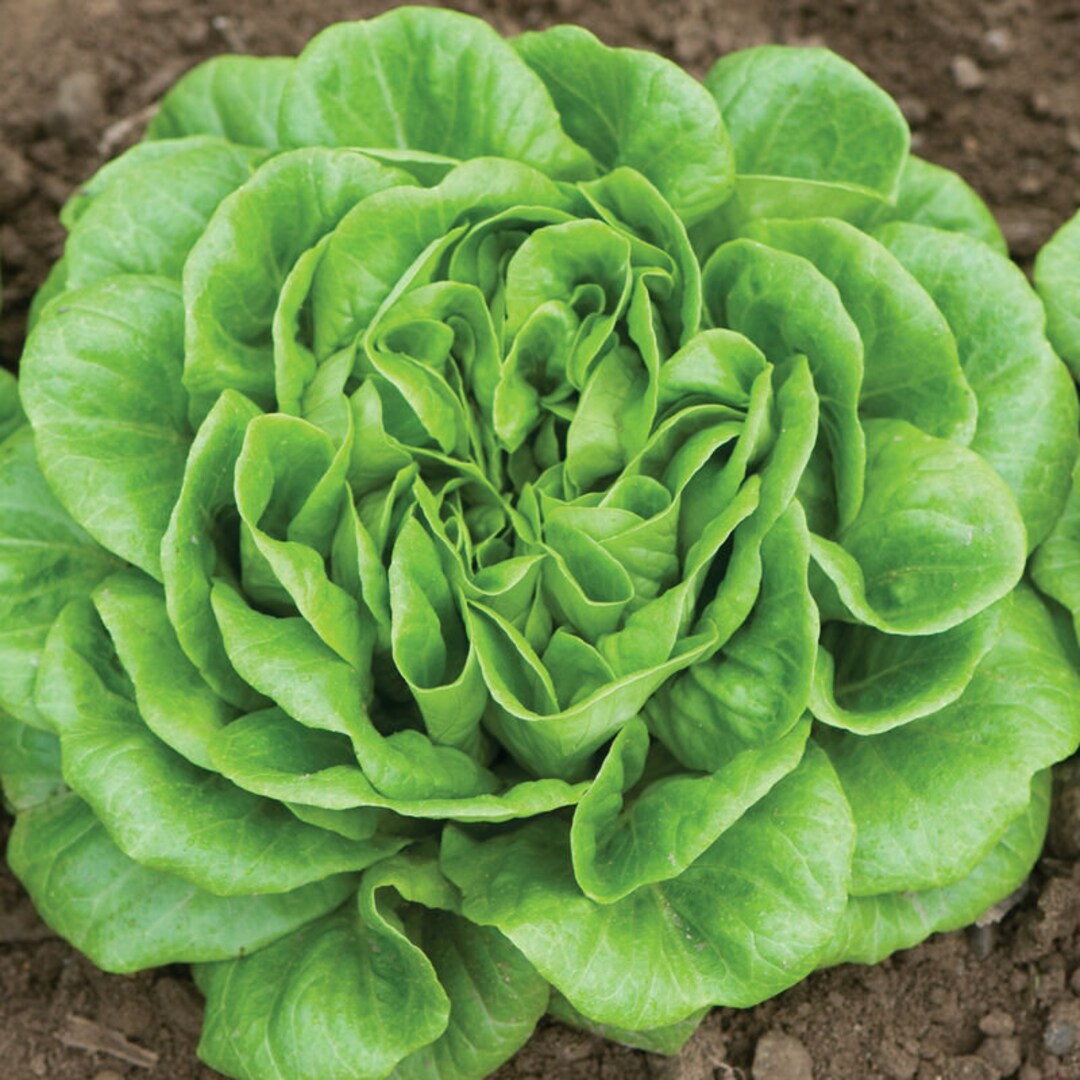 300+ Capitan Lettuce Seeds | Butter King Lettuce | Hat Xa Lech Bup ...