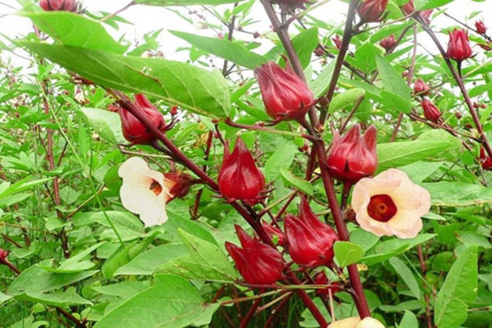 25 Organic Hibiscus Sabdariffa roselle Seeds Red Atiso Jamaican Sorrel ...
