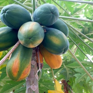 35 Papaya Seeds | Fresh Crops | Heirloom Seeds | Non-gmo | Home Grown ...