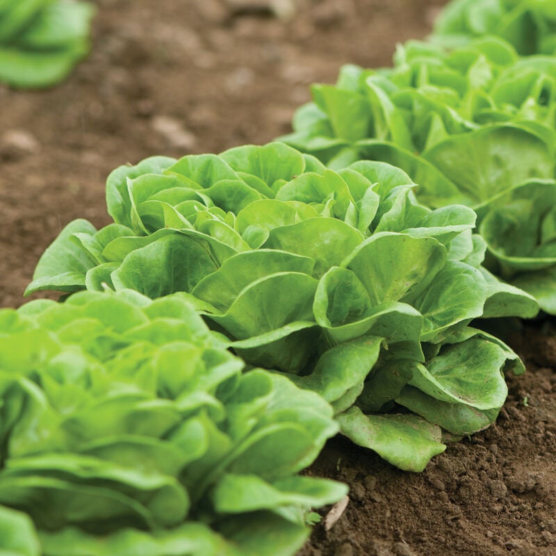 300+ Capitan Lettuce Seeds | Butter King Lettuce | Hat Xa Lech Bup ...