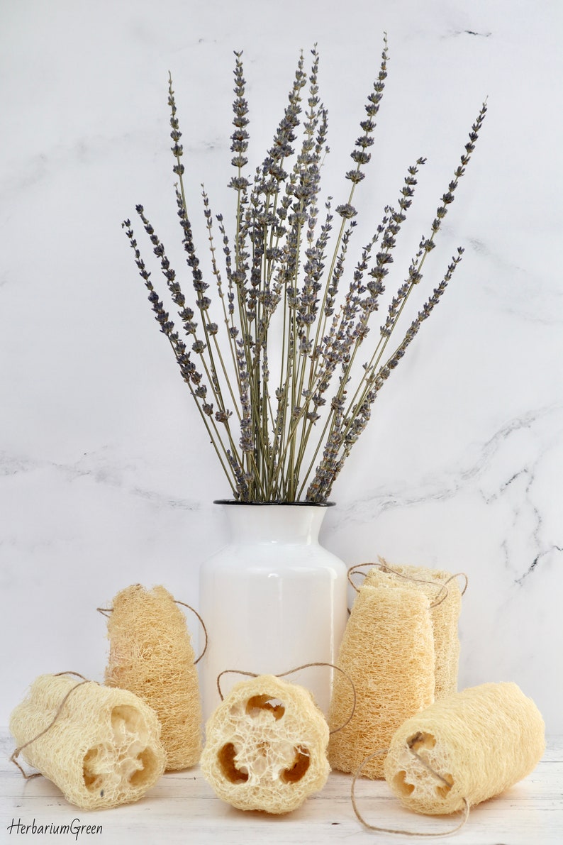 35 Organic Loofah Seeds Luffa Edible Squash Sponge - Etsy