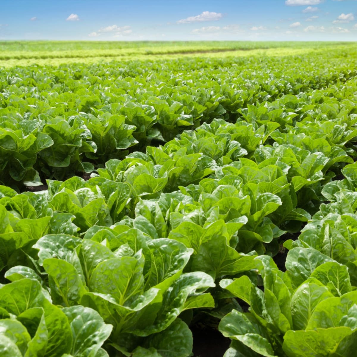 300+ Capitan Lettuce Seeds | Butter King Lettuce | Hat Xa Lech Bup ...