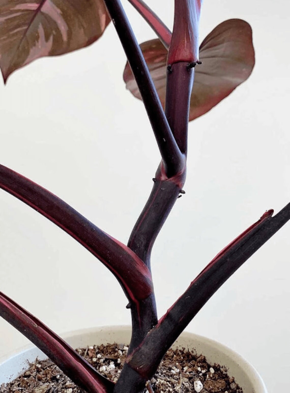 Philodendron Pink Princess Variegated Planting Nodes Cuttings With ...