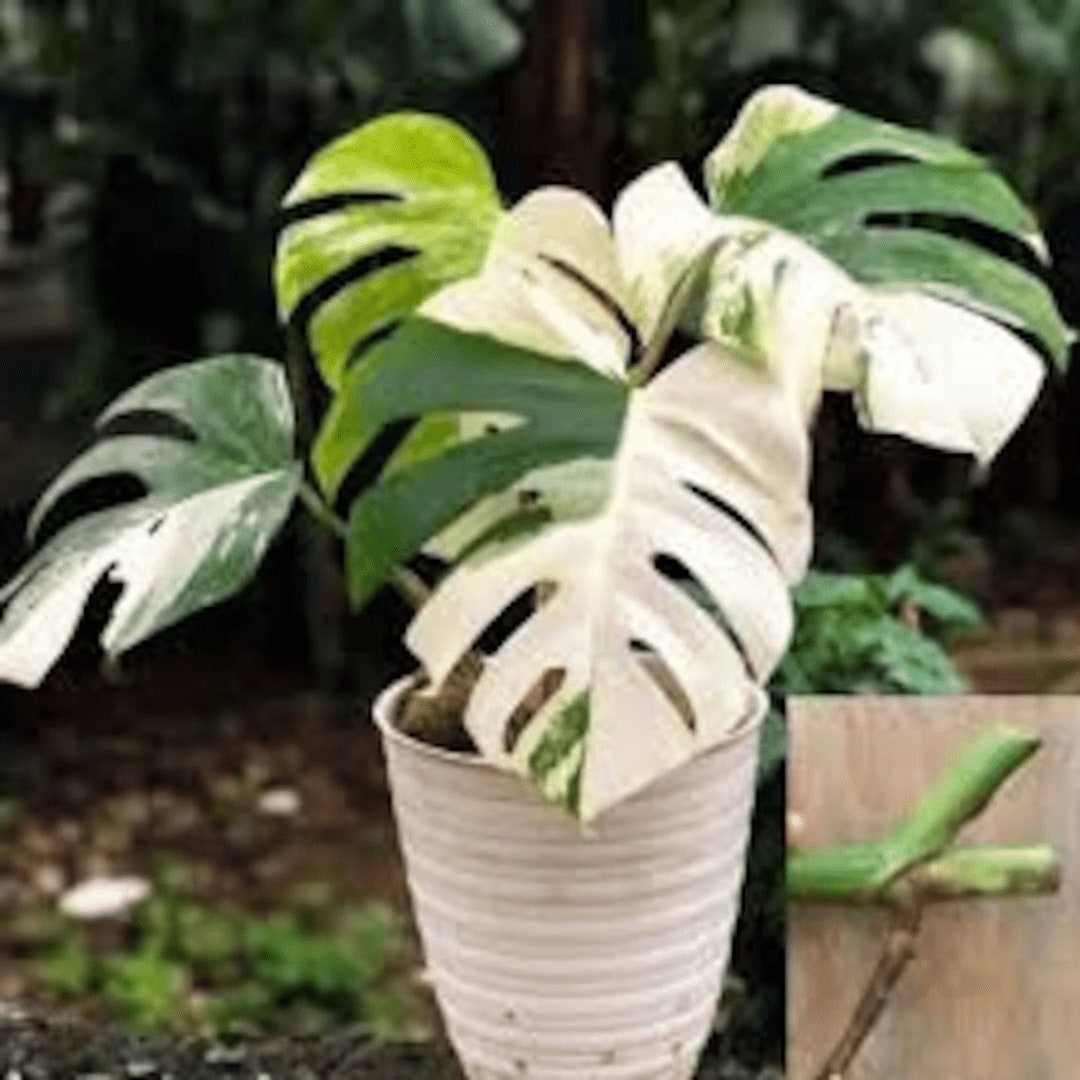 Rare Highly Variegated Monstera Deliciosa Albo Half Moon - Etsy Australia