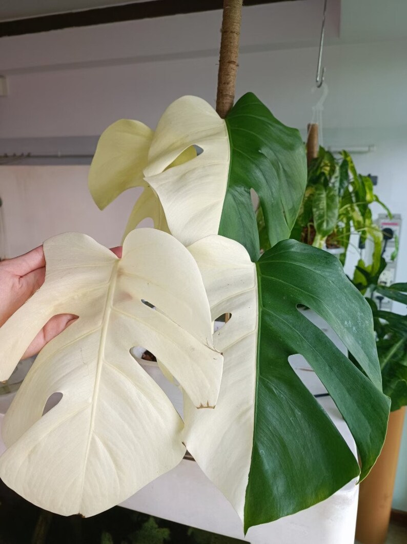 Rare Highly Variegated Monstera Deliciosa Albo Half Moon - Etsy Australia