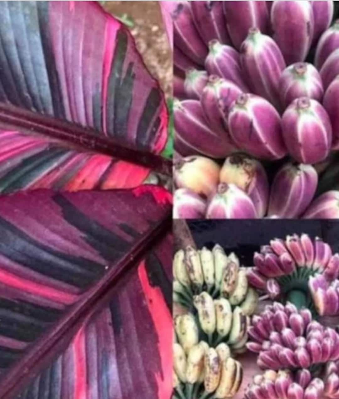 Rare Musa Nono Pink Variegated Aeae Florida Hawai Banana Bonsai Plant ...