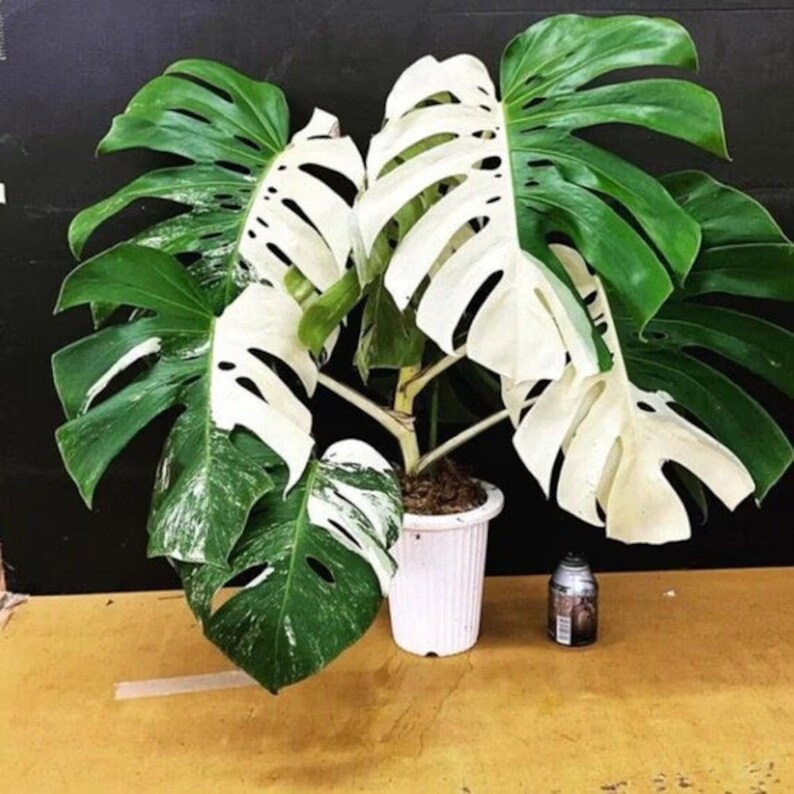 Rare Highly Variegated Monstera Deliciosa Albo Half Moon - Etsy Australia