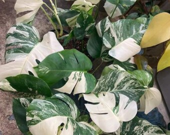 Giardinaggio ed esterni - Etsy Italia