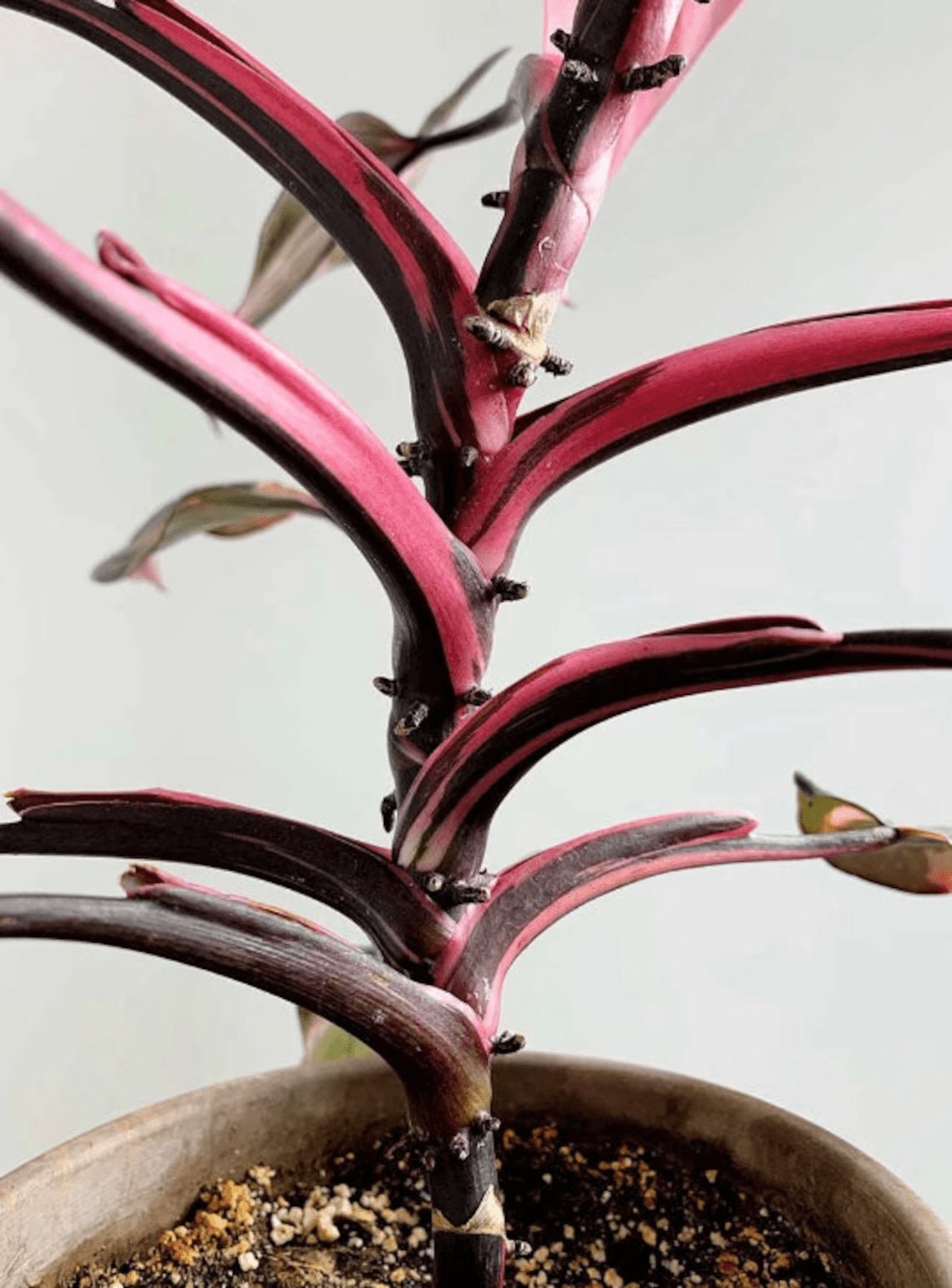 Philodendron Pink Princess Variegated Planting Nodes Cuttings With ...