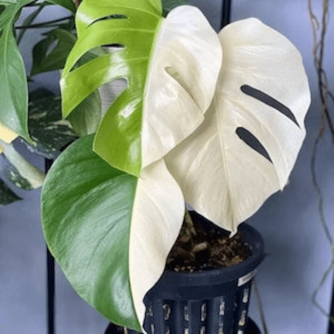 Rare Highly Variegated Monstera Deliciosa Albo Half Moon - Etsy UK