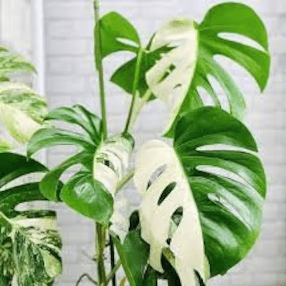 Rare Highly Variegated Monstera Deliciosa Albo Half Moon - Etsy Australia