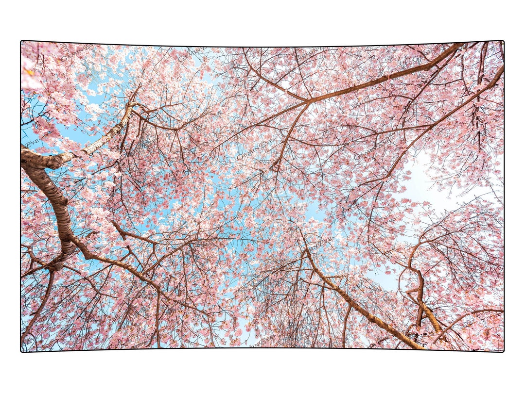 Pink Cherry Blossoms Tapestry - Etsy