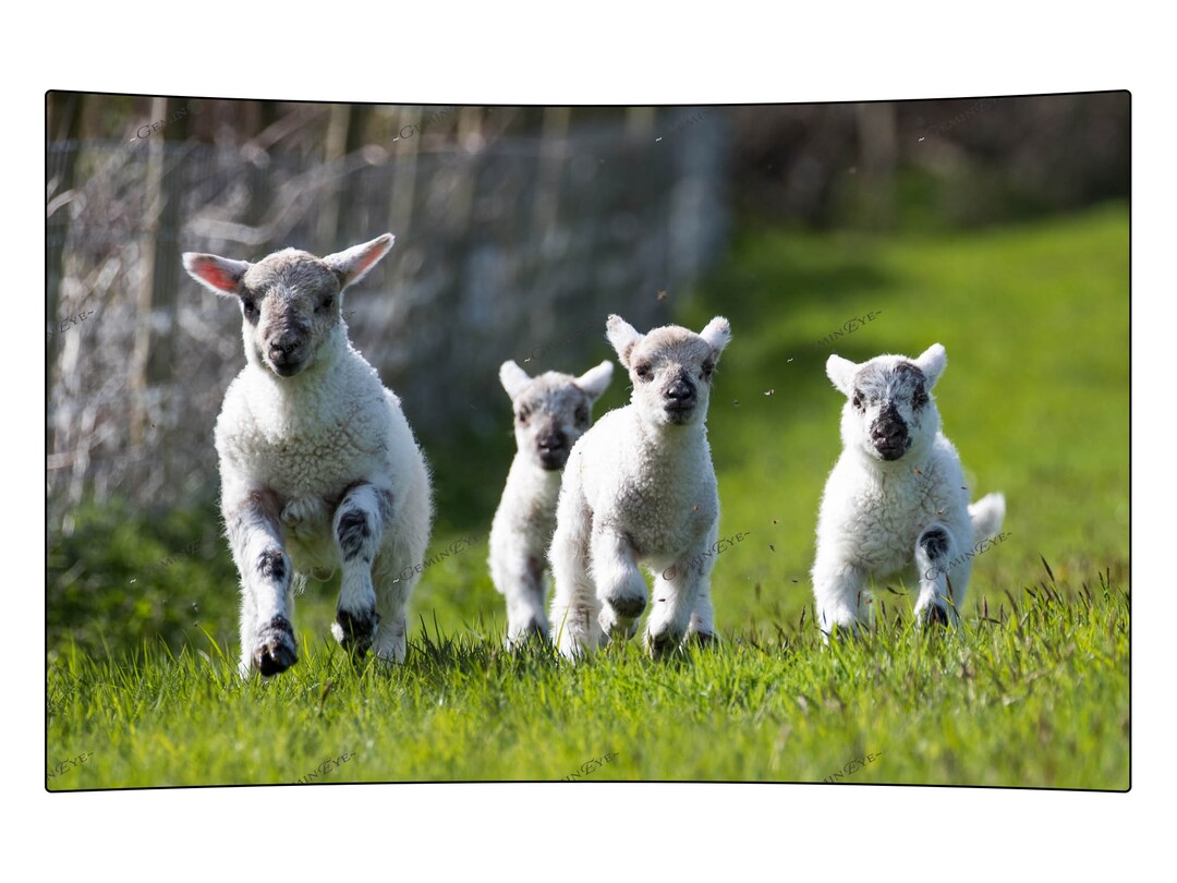 Happy Goats Trotting Tapestry - Etsy