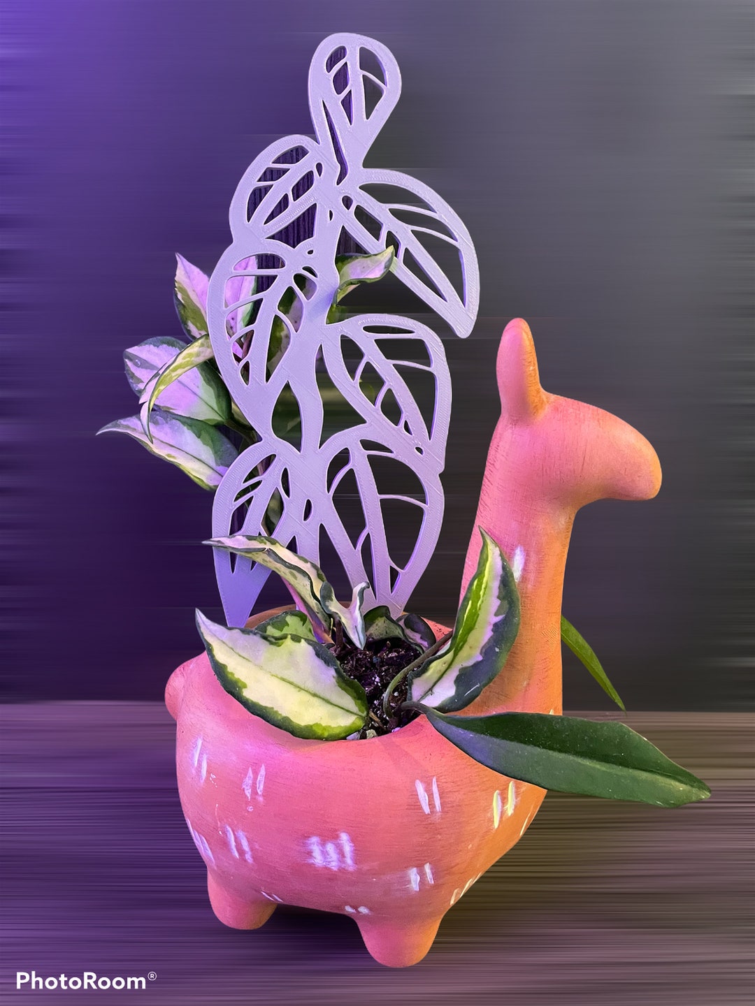 Plant Trellis Cebu Blue Pothos Plant Art Plant Decor - Etsy