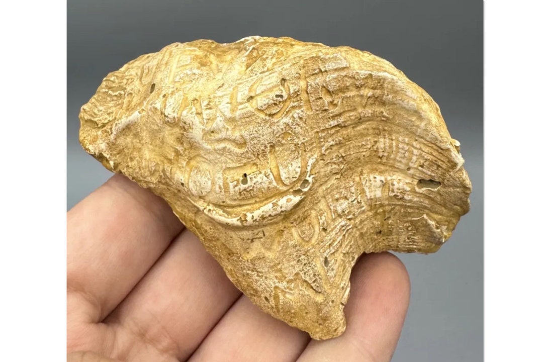 A Genuine Old Ancient Greco Roman Shell Fragment With Greek Writing E ...