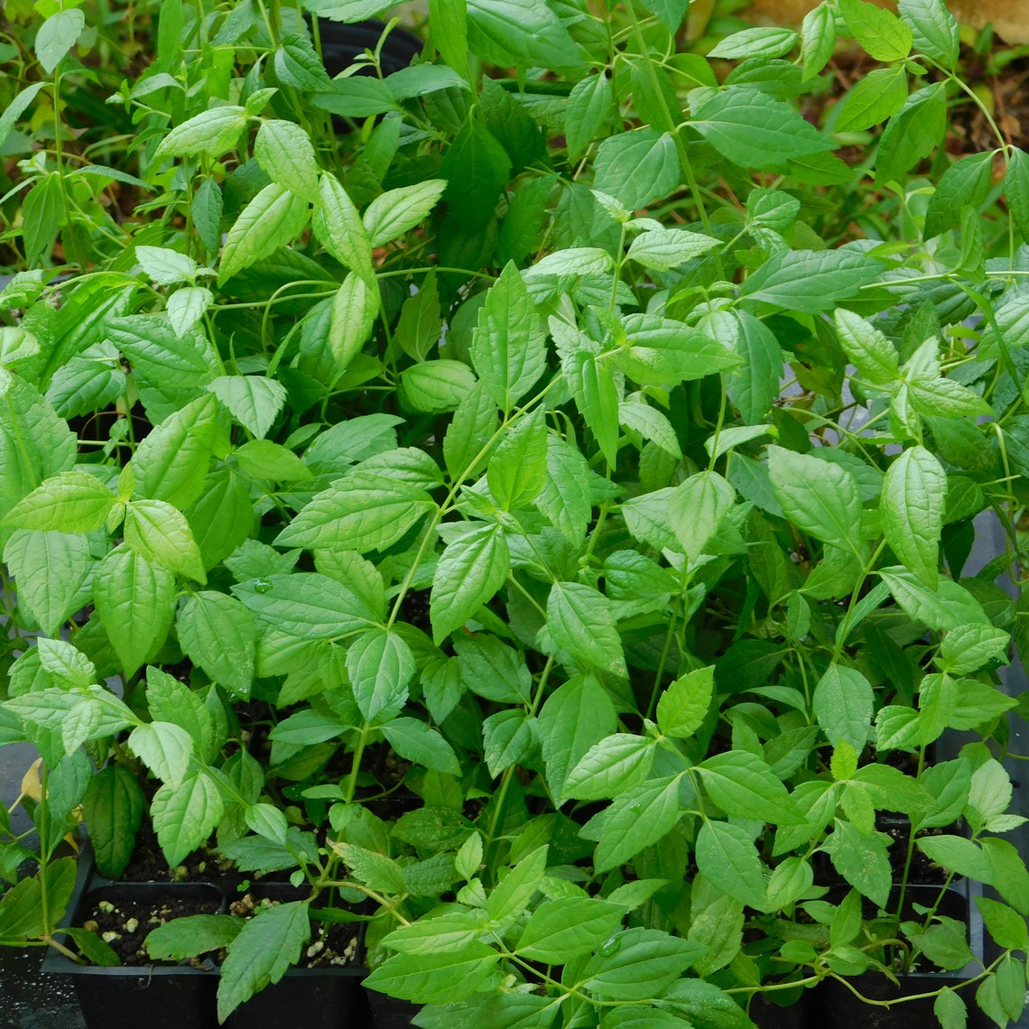 Mexican Dream Herb Live Plant calea Zacatechichi Ternifolia - Etsy