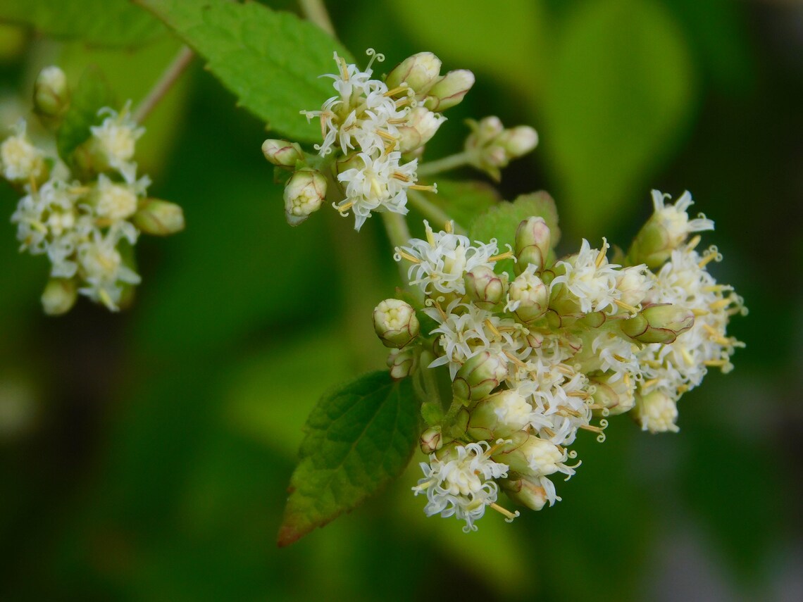 Mexican Dream Herb Live Plant calea Zacatechichi Ternifolia - Etsy