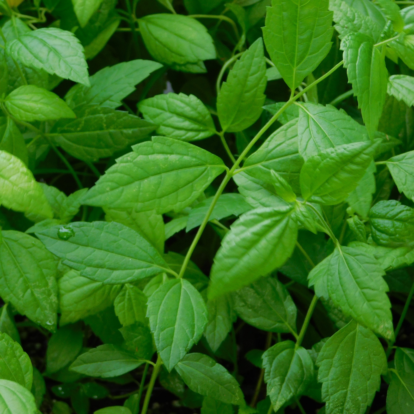 Mexican Dream Herb Live Plant calea Zacatechichi Ternifolia - Etsy