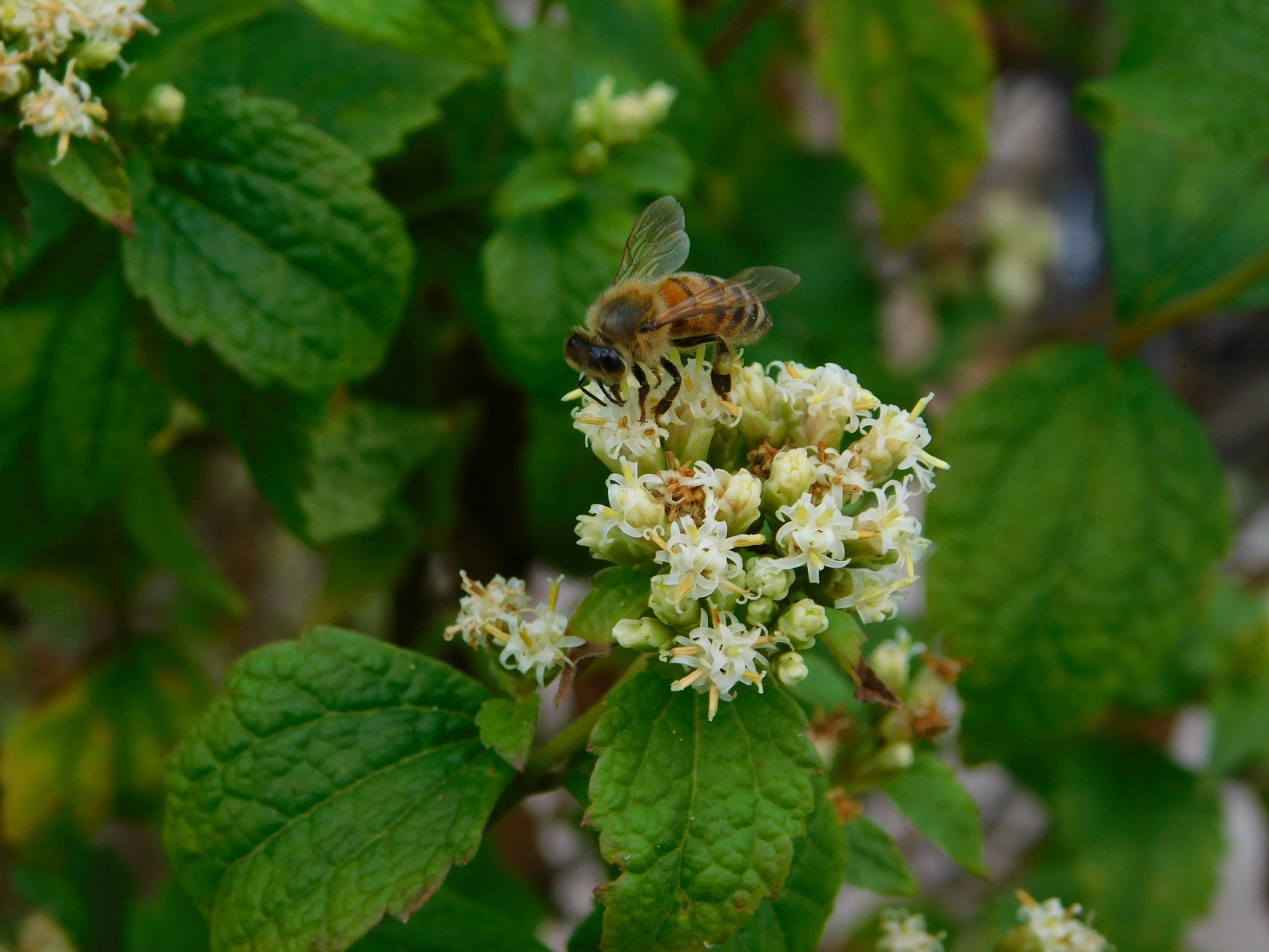 Mexican Dream Herb Live Plant calea Zacatechichi Ternifolia - Etsy