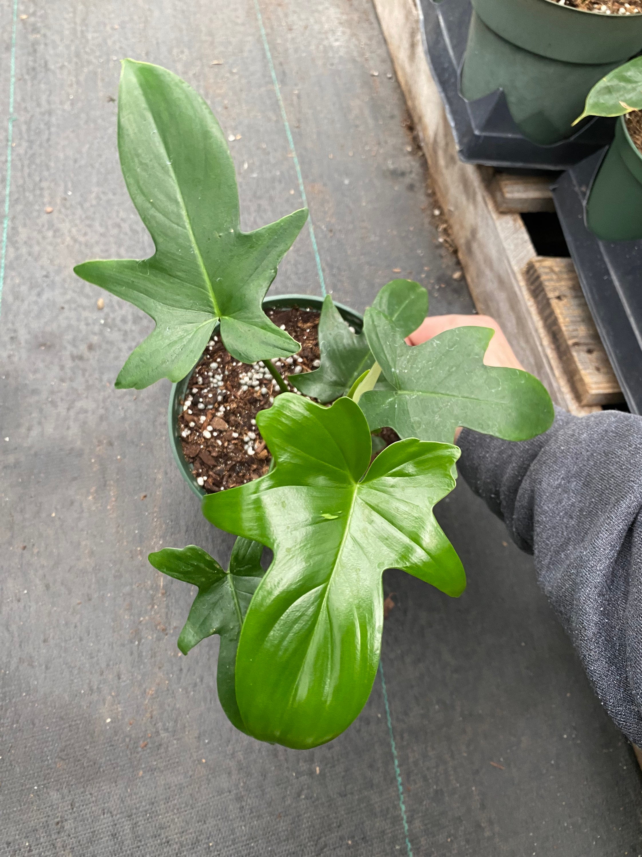 Pedatum Philodendron | Etsy