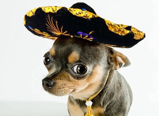 Set of 12 / Miniature Sombreros / Mexican Sombrero / Mariachi / Wedding ...