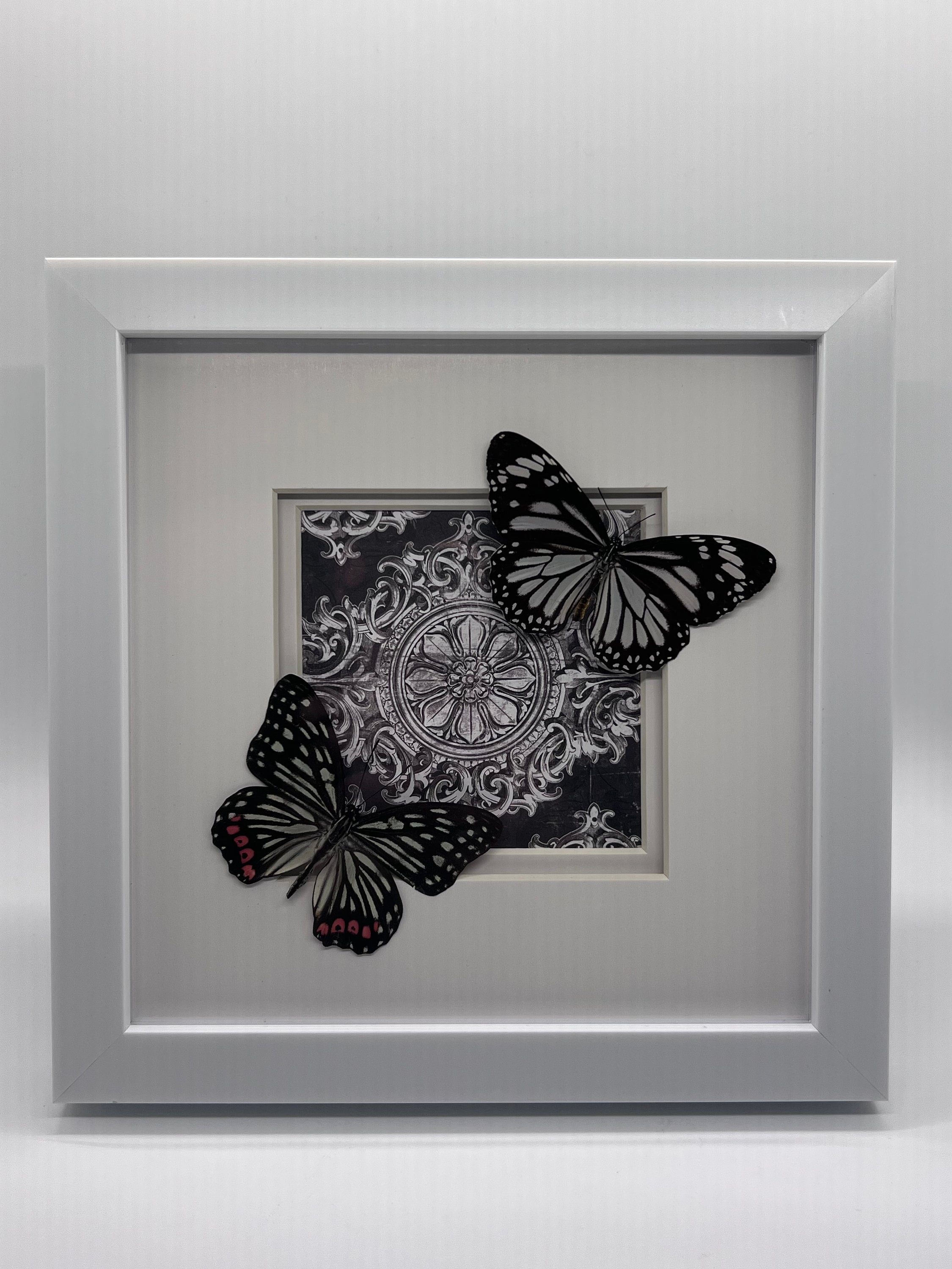 Two Real Black and White Butterflies Mounted in White Table - Etsy