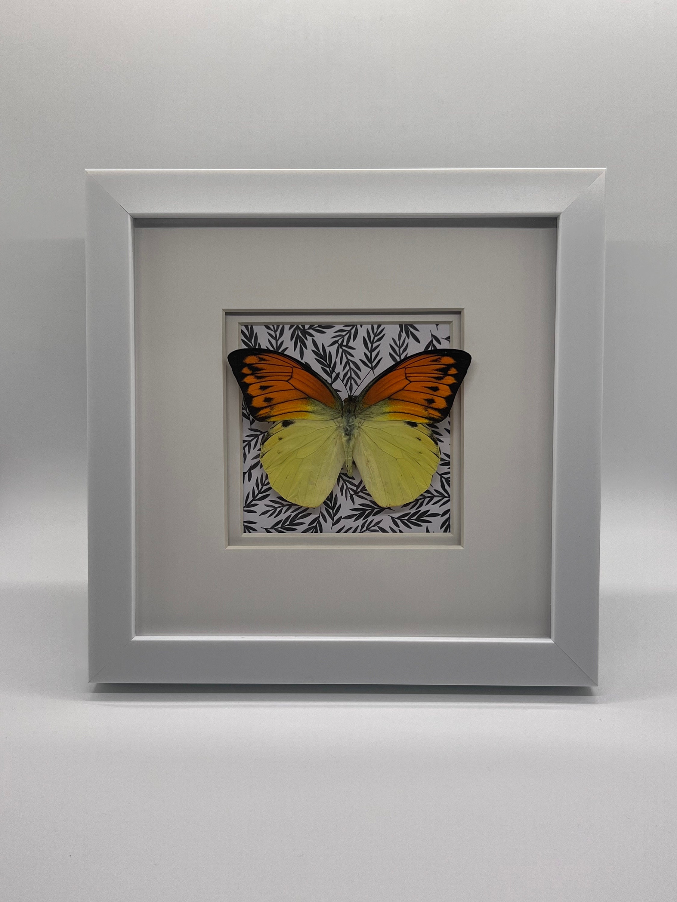 Real Butterfly Specimen Mounted in White Table Top Frame - Etsy