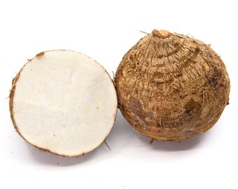 Malanga Coco Yam Malanga Coco Root Yautia Cocoyam Tannia - Etsy