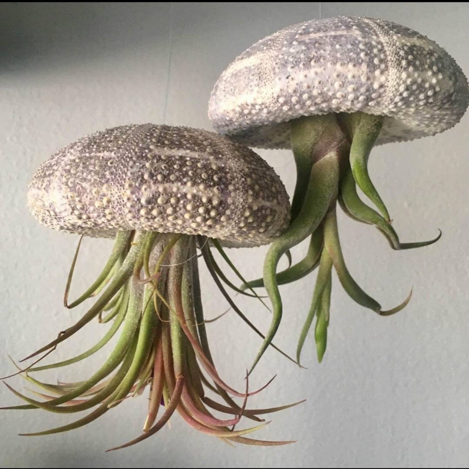 Flying Jellyfish Sea Urchin Air Plant Tilandsia - Etsy