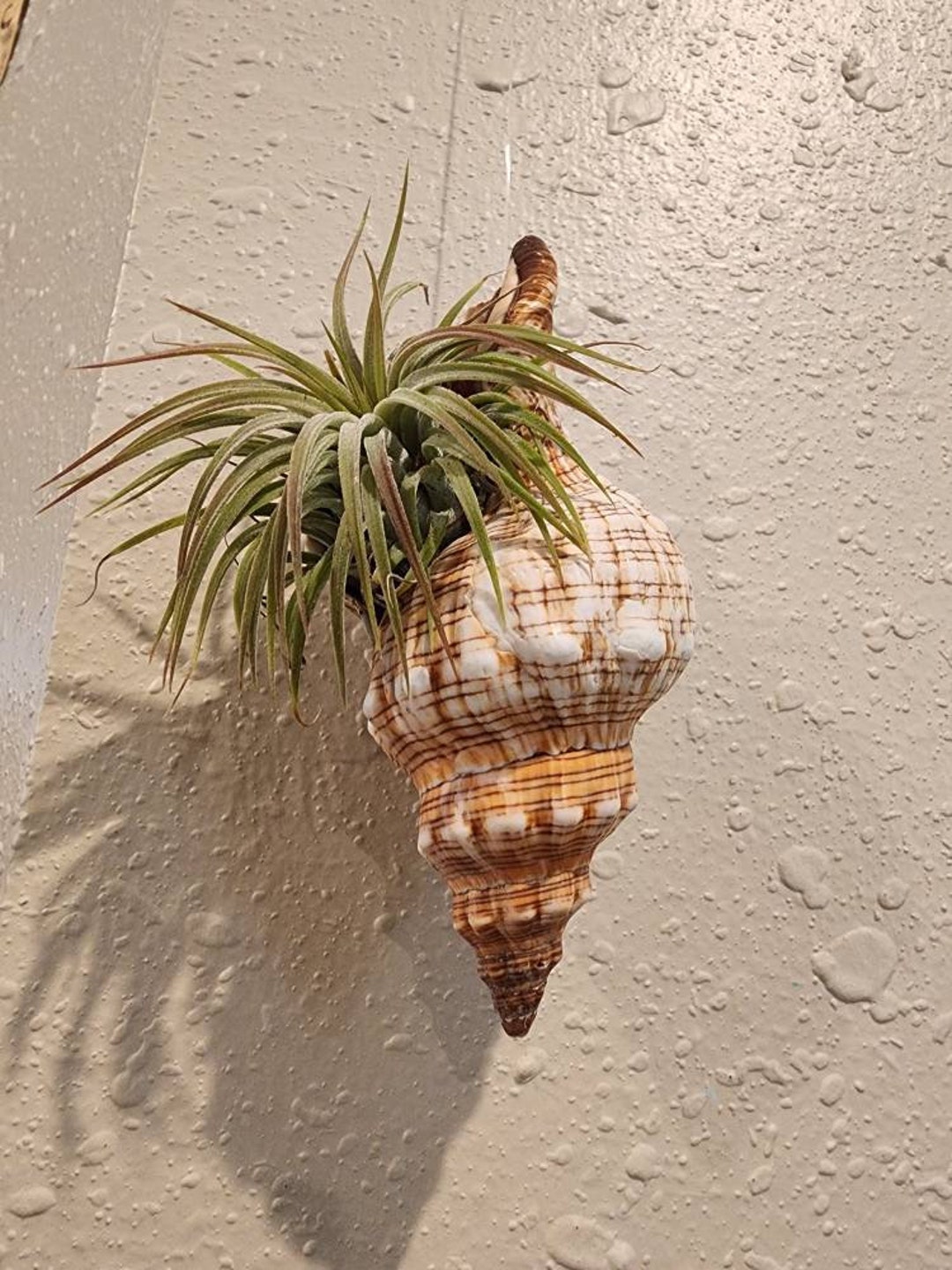 Tillandsia Air Plant in Hanging Fox Conch Seashell Hanging Air Plant ...