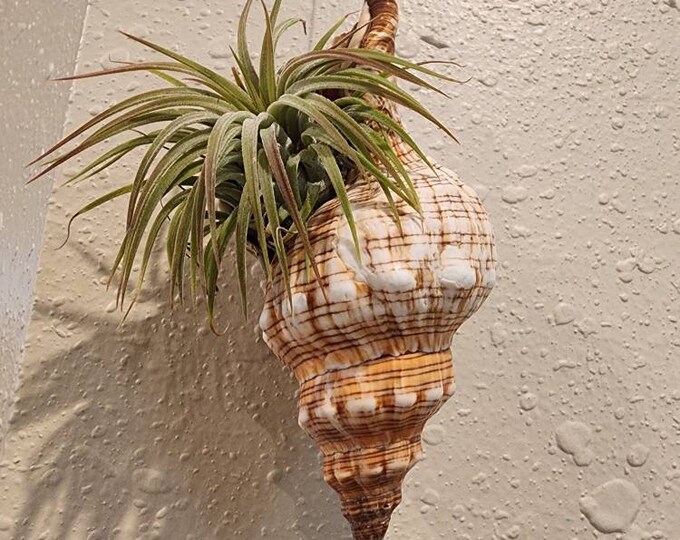 Tillandsia Air Plant in Hanging Fox Conch Seashell * Hanging Air Plant ...