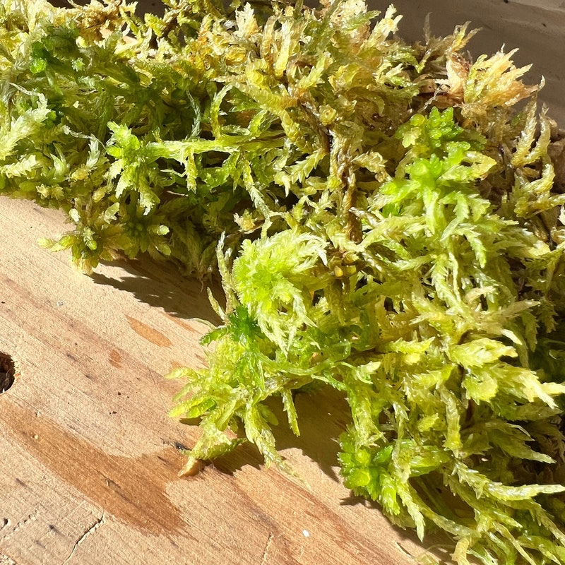 Long Strand Plants - Etsy