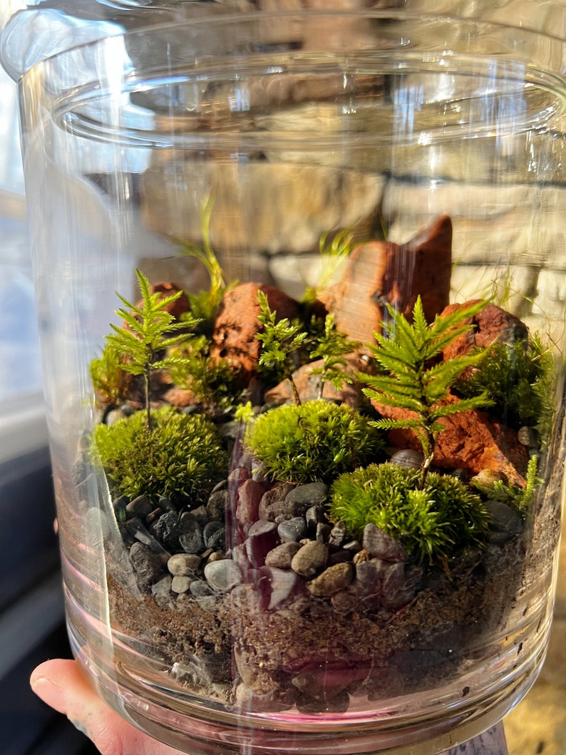 Tree Moss Island Terrarium Plants Live Moss Mini Terrarium - Etsy
