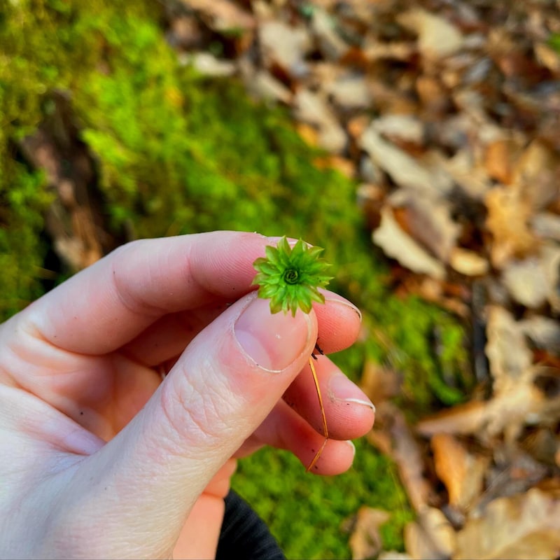 Mini Rose for Terrarium - Etsy