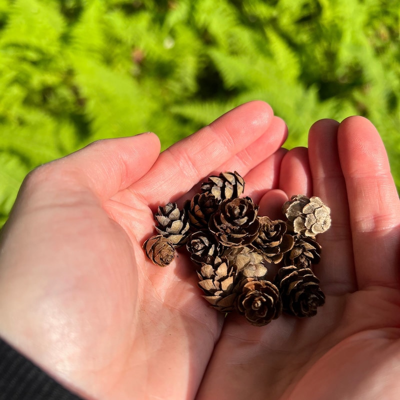 Pinecone Crafts - Etsy