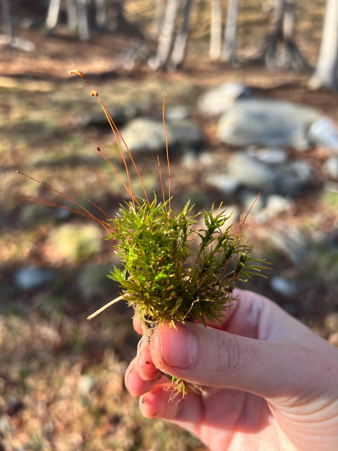 Starburst Moss Terrarium Moss - Etsy