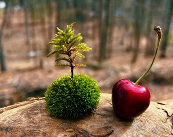 Terrarium With LIVE Plants, Mini Tree, Moss and Crystals - Etsy